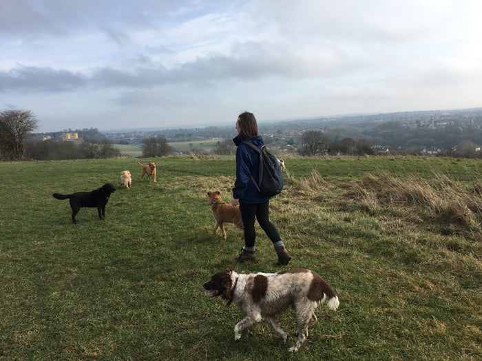 About Clifton Dog Walking: Trusted Pet Care Services in Bristol